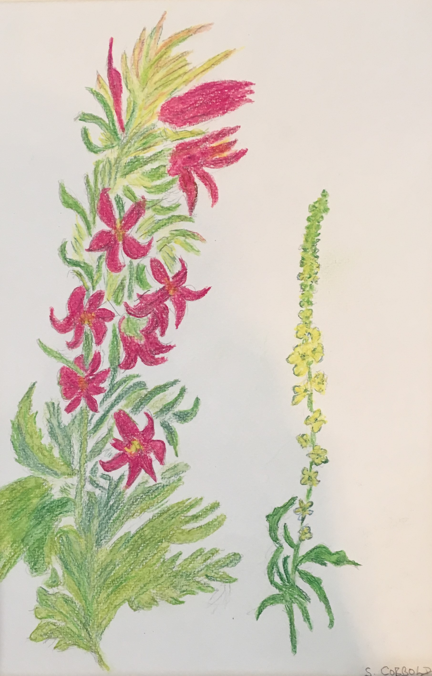 Shirley Cobbold - Conquest ArtEnriching the lives of people with ...